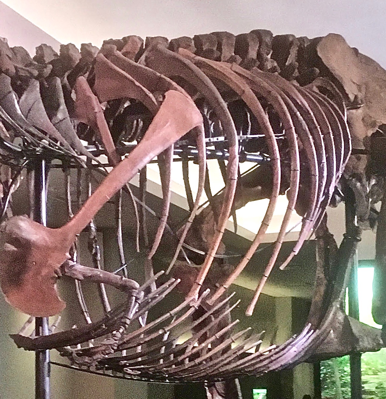 Dino Day: T-Rex Takes The Stage In Chicago - Caribu | Playtime Is Calling